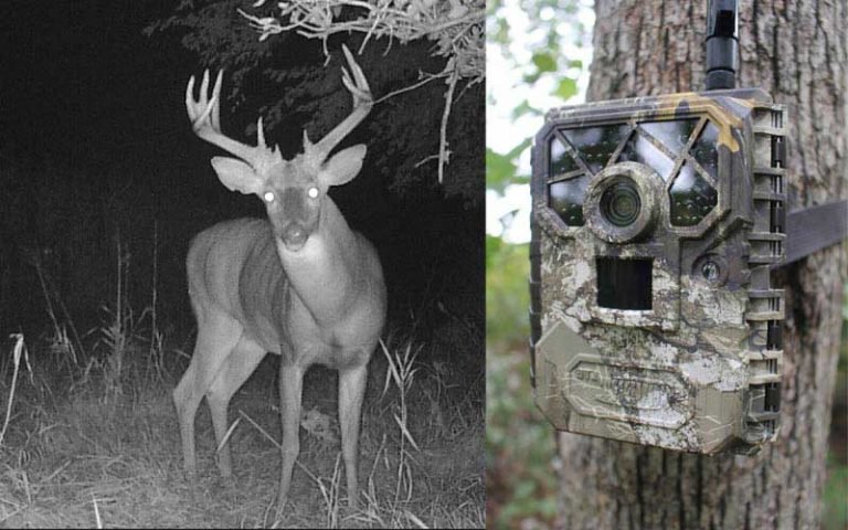 Best Cellular Trail Cameras 2024 - Top 13 Trail Camera Review